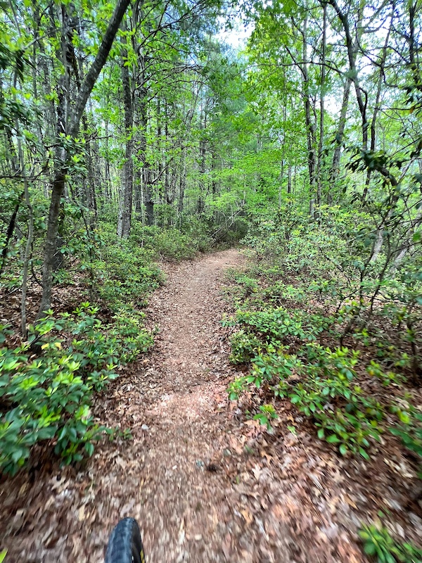 Switchback Trail Multi Trail - Cedar Mountain, NC