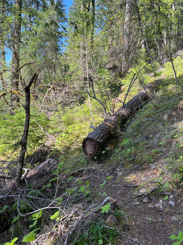 Flower Ridge Trail Hiking Trail - Comox, British Columbia