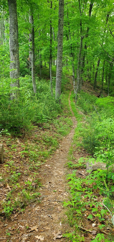 Matthews State Forest MTB Trail Multi Trail - Galax