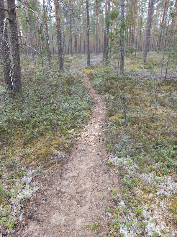 Kullas Tvärslå Mountain Biking Trail - Kulla, Umeå