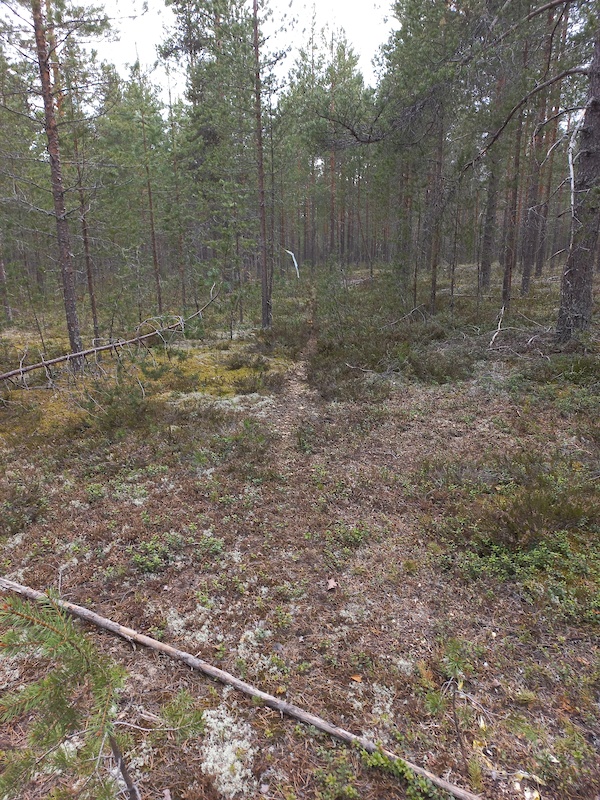 Kullas Tvärslå Mountain Biking Trail - Kulla, Umeå