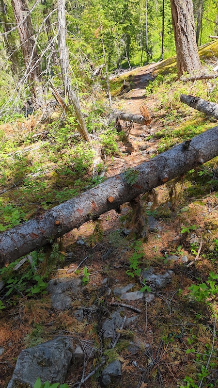 Mt Currie Trail Hiking Trail - Pemberton, BC