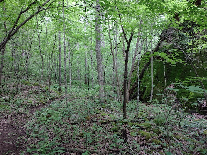 Monterey, Tennessee Mountain Biking Trails | Trailforks