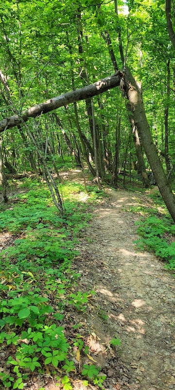 Powers Bluff, Arpin Mountain Biking Trails | Trailforks