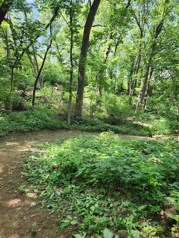 Mandan Park Mountain Biking Trails | Trailforks