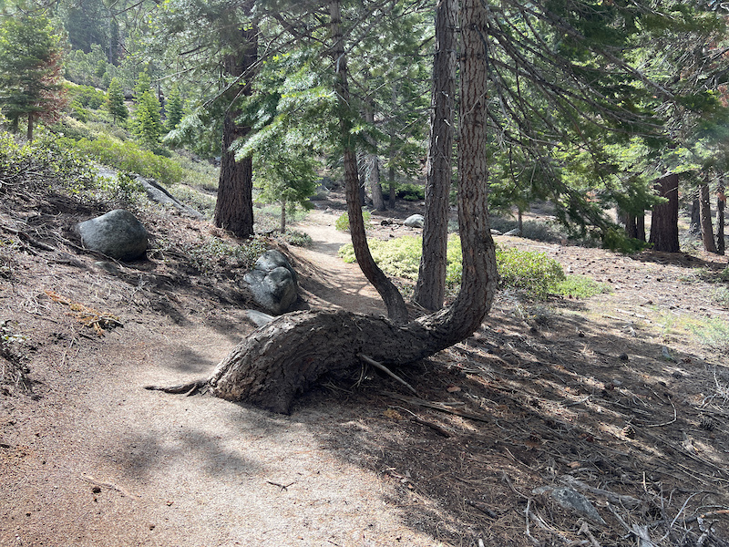 Barn - Cal Neva Loop Hiking Route | Trailforks
