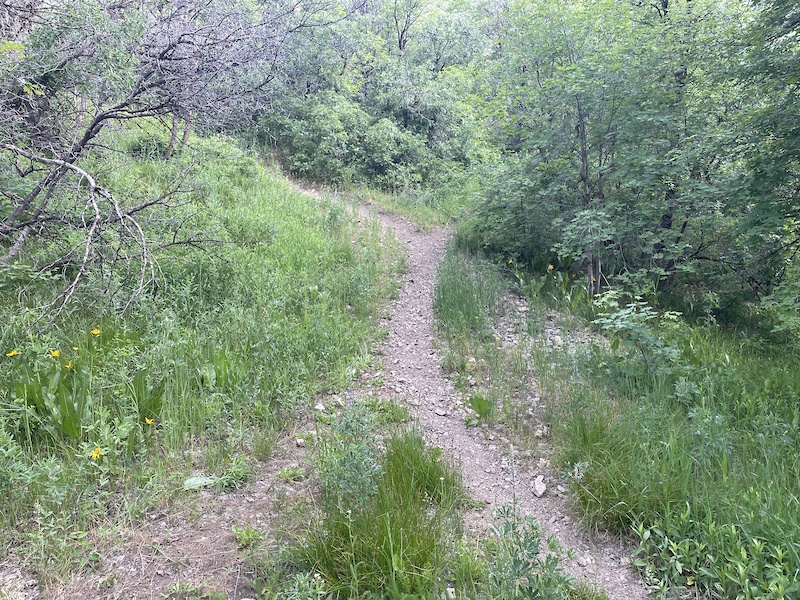Wild Turkey Multi Trail - Orem, Utah | Trailforks