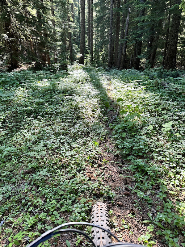 Santiam Wagon Road - Fish Lake to Tombstone Pass Multi Trail - Sweet Home