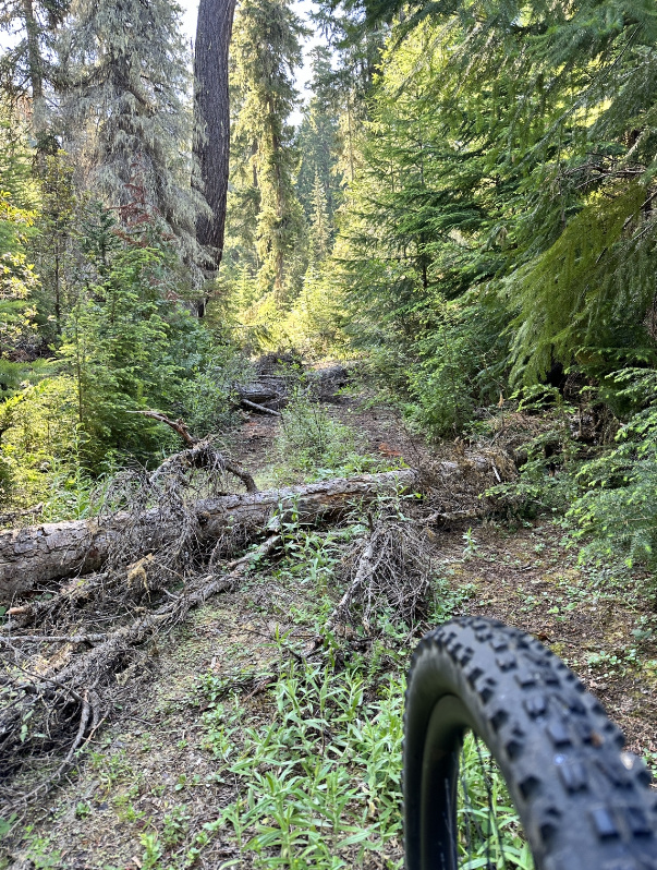 Santiam Wagon Road - Fish Lake to Tombstone Pass Multi Trail - Sweet Home