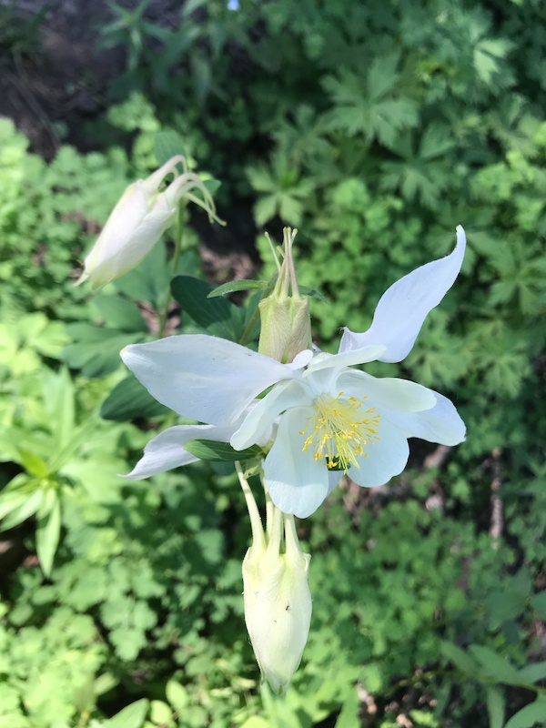 Ruby Express Multi Trail - Park City, UT | Trailforks