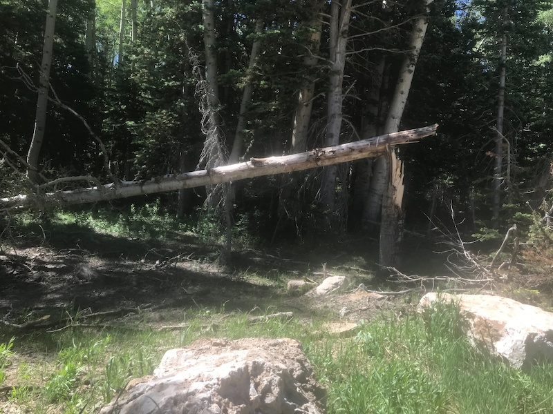 Ontario Canyon Connector Hiking Trail - Park City, Utah
