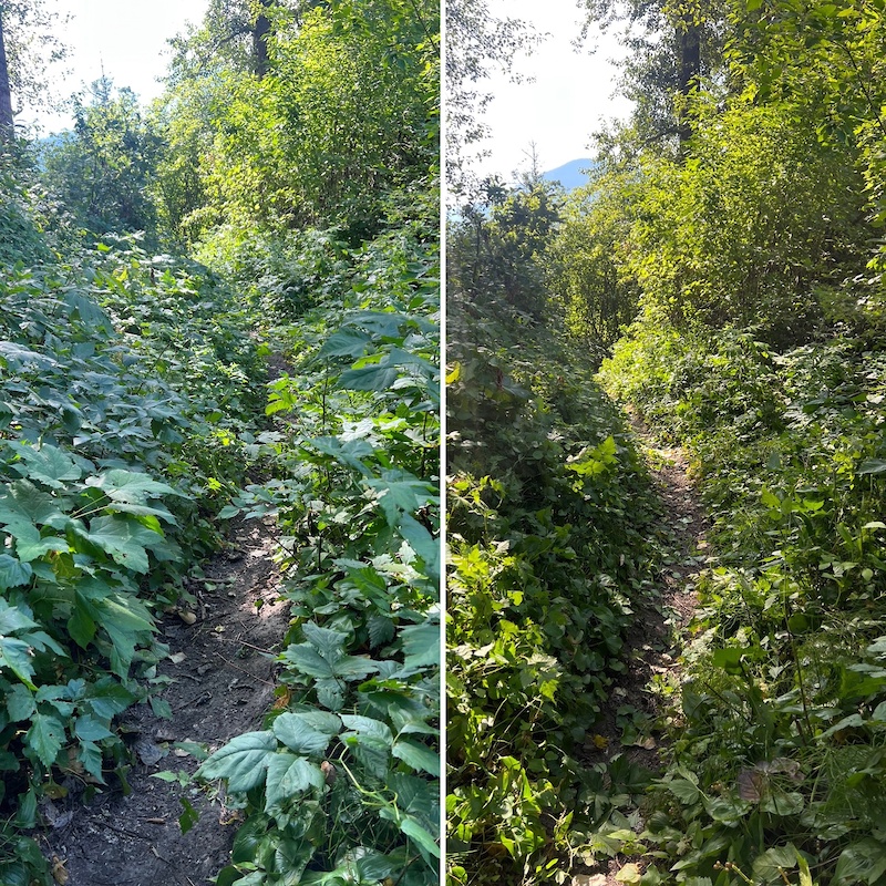 Riverside Adventure Horseback Trail - Pemberton, BC