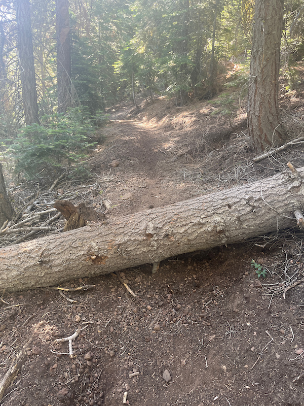 Back-cut Trail Mountain Biking Trail - Truckee, CA