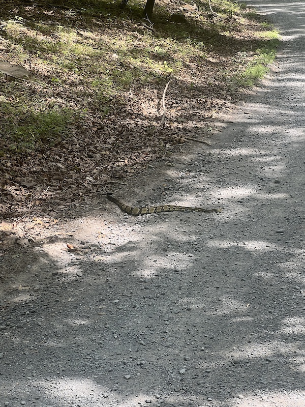 Overlook Trail - Park Road Multi Trail - Berkeley Springs