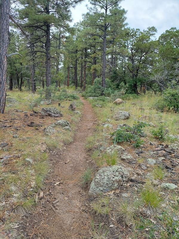 Buckskinner Trail Hiking Trail - Williams, AZ