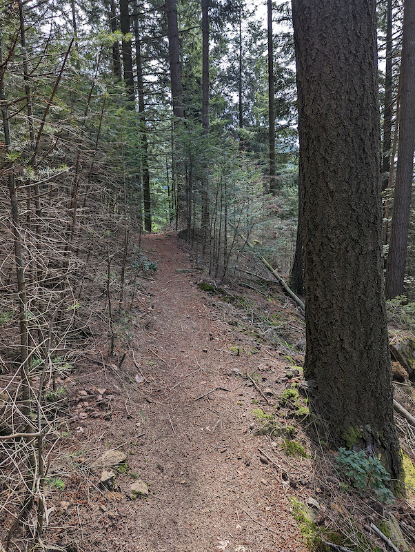 Musbach Trail Multi Trail - | Trailforks