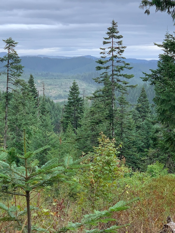 Palouse Divide Road with Bald Mountain Road Mountain Biking Trail ...