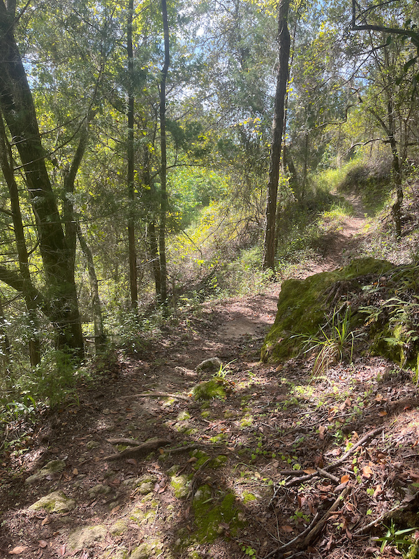 Vortex Pit Access Multi Trail - Ocala, Florida