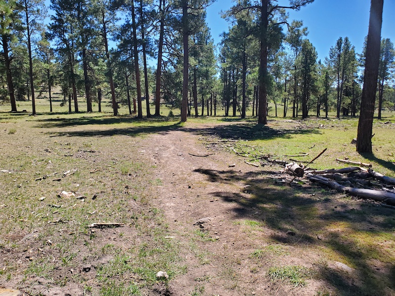 Luna Lake Long Loop Trail Multi Trail - Alpine, AZ