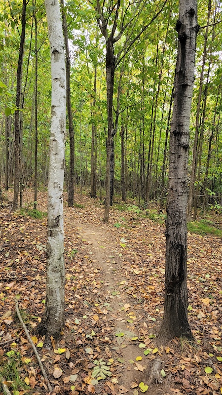 East Multi-Use Trail Multi Trail - Arpin, Wisconsin