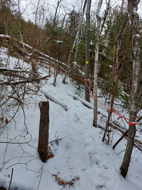 Yellow Trail Snowshoeing Trail - The Blue Mountains