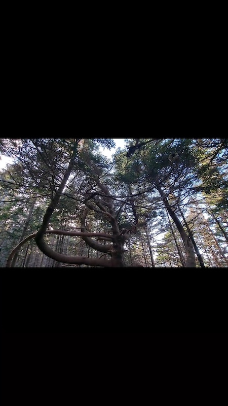 East Coast Trail - Stiles Cove Path (Pouch Cove to Flatrock) Hiking ...