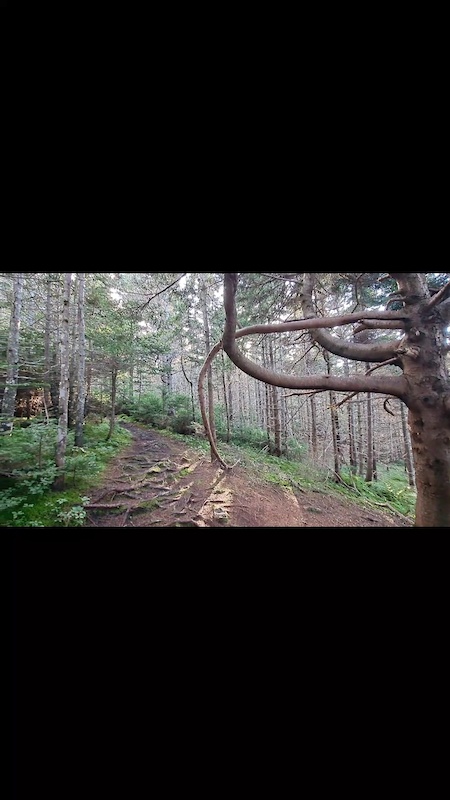 East Coast Trail - Stiles Cove Path (Pouch Cove to Flatrock) Hiking ...