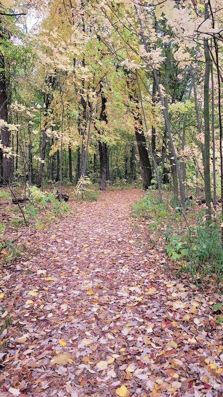 Gray Wolf Nature Trail Multi Trail - Marshfield, WI
