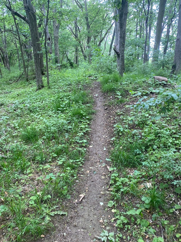Grapevine Loop Mountain Biking Trail - Kelleys Island, OH