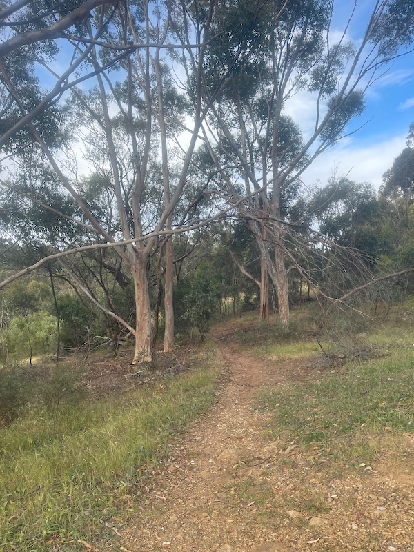 2021 AMBC Flinders Uni XCO Mountain Biking Route | Trailforks