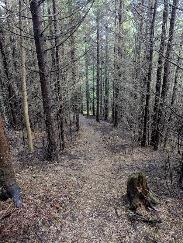 Lower Cougar Ridge Mountain Biking Trail - Forks, WA