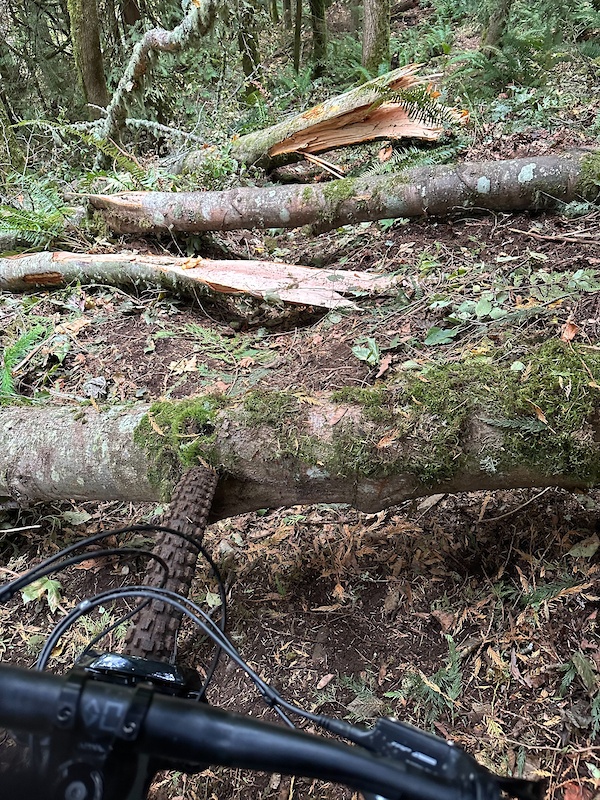 Rick Rolled Mountain Biking Trail - Bellingham, WA