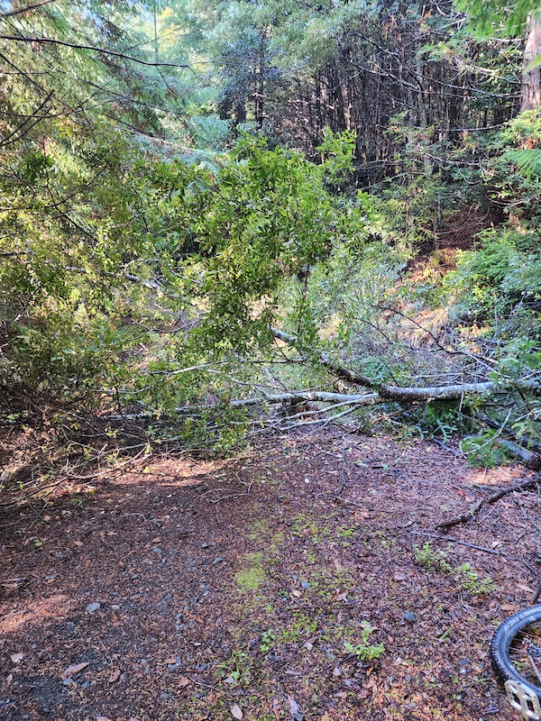 Ames Lodge Mountain Biking Trail - Mendocino, California