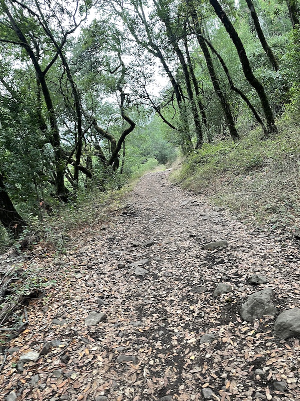 Taylor Mountain Regional Park, Santa Rosa Mountain Biking Trails ...