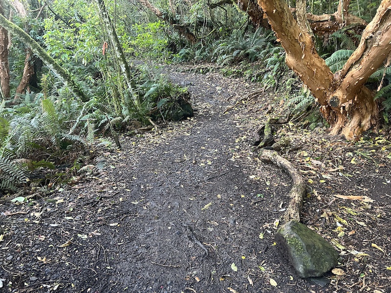 Oct 27, 2023 Nicols Creek - Switchback Track Trail Report | Trailforks