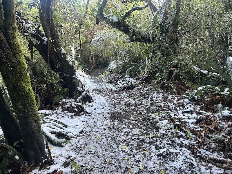 Oct 27, 2023 Nicols Creek - Switchback Track Trail Report | Trailforks