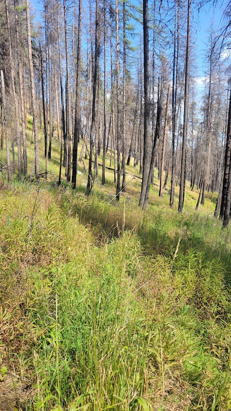 Nov 03, 2023 Lower Taylor Ridge Trail Report | Trailforks