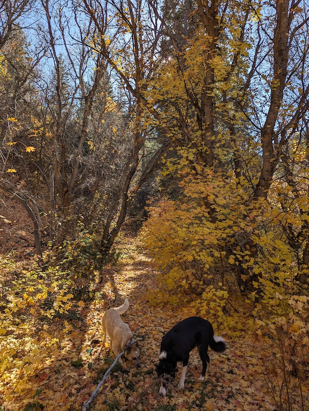Pharo Canyon Hiking Trail - Scipio, UT | Trailforks