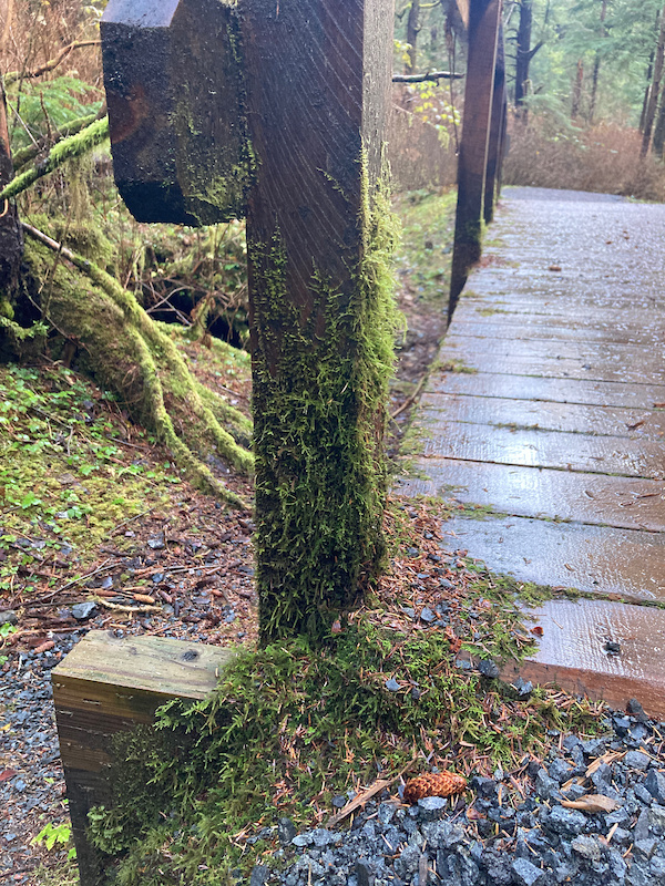 Sitka Cross Trail Multi Trail - Sitka, Alaska