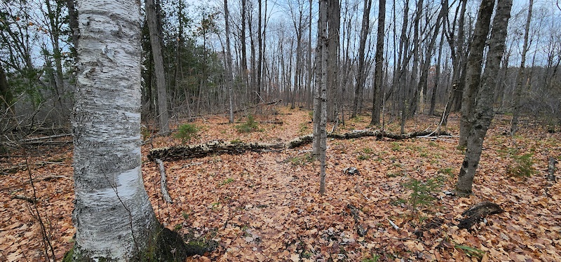 The Welsh Frog - La grenouille galloise Mountain Biking Trail - Nepean