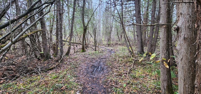 The Welsh Frog - La grenouille galloise Mountain Biking Trail - Nepean