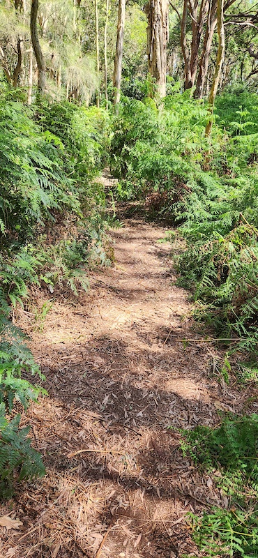 Flying Foxes Hiking Trail - | Trailforks