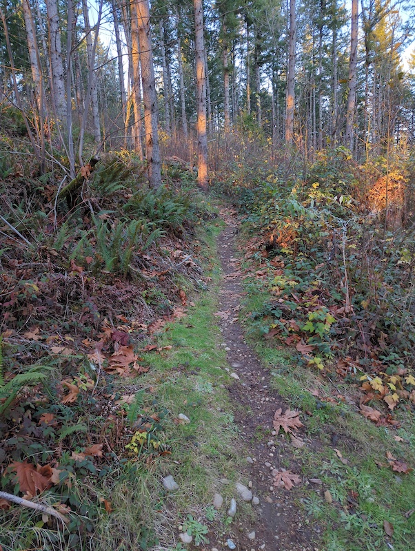 Viper/Snake Connector Mountain Biking Trail - Maple Valley