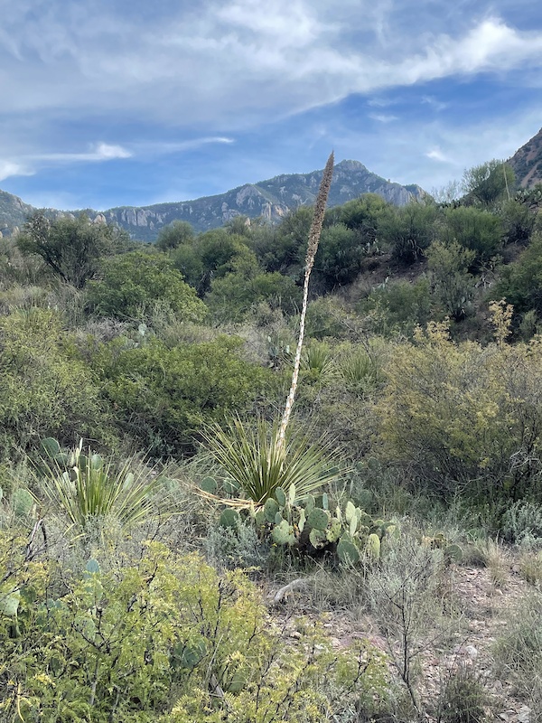 Window View Trail Hiking Trail - Terlingua, Texas