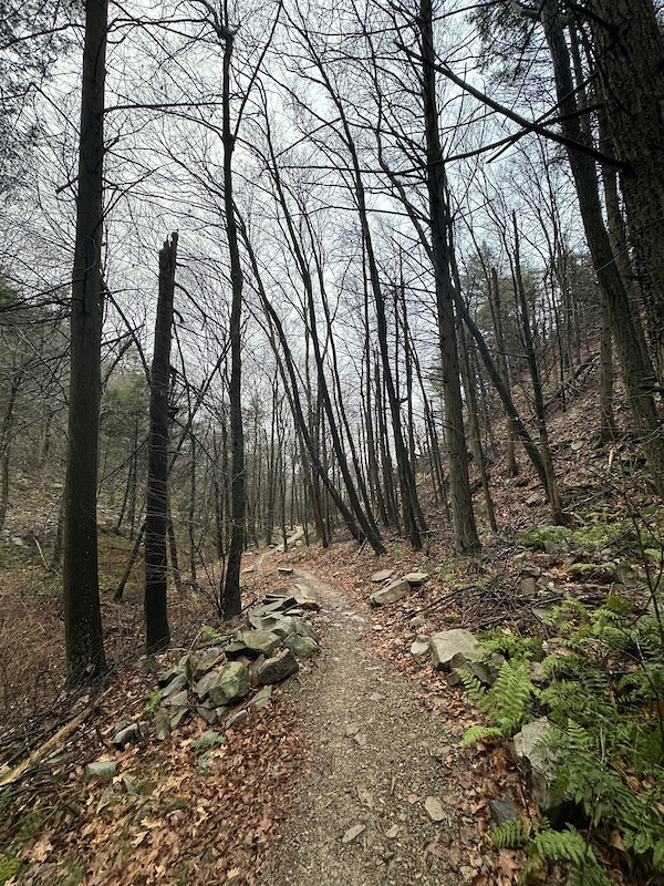 Musser Gap Reroute Multi Trail - State College, PA