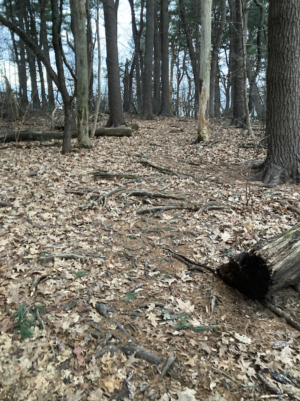 The Kingdom Of Root Mountain Biking Trail - Cambridge