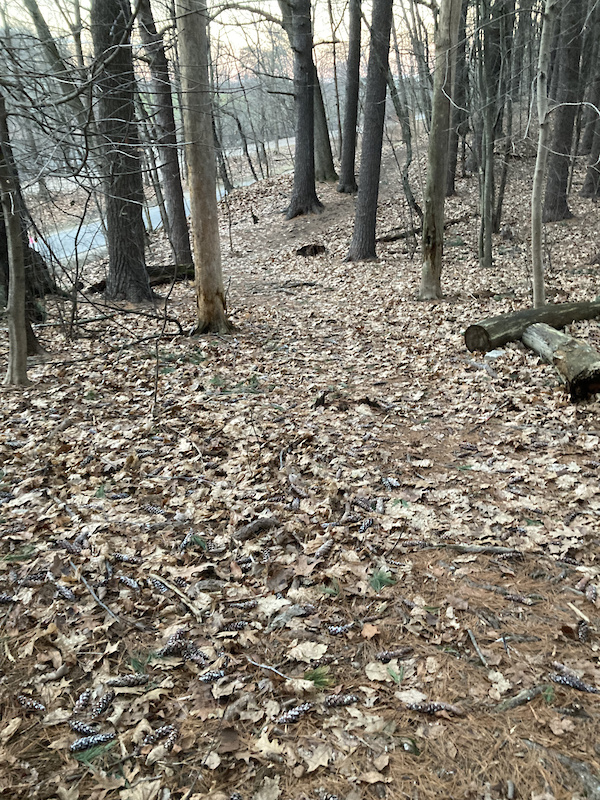The Kingdom Of Root Mountain Biking Trail - Cambridge