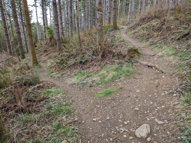 Viper/Snake Connector Mountain Biking Trail - Maple Valley