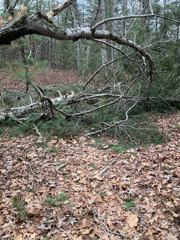 2024 SEMass NEMBA Adams Farm Fun Ride 3. Central Route (6 miles ...