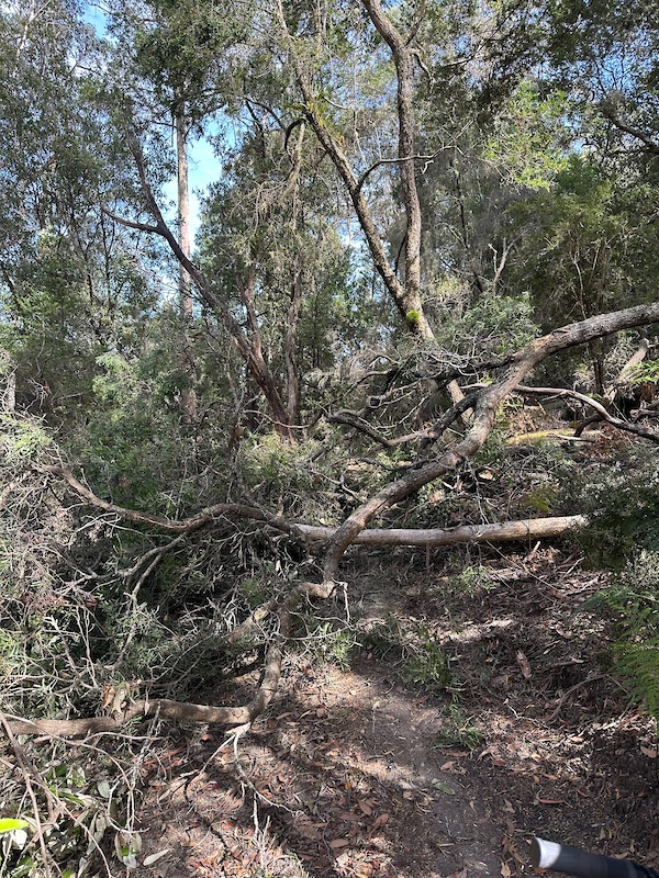 Cuddles Mountain Biking Trail - Blue Derby, Derby